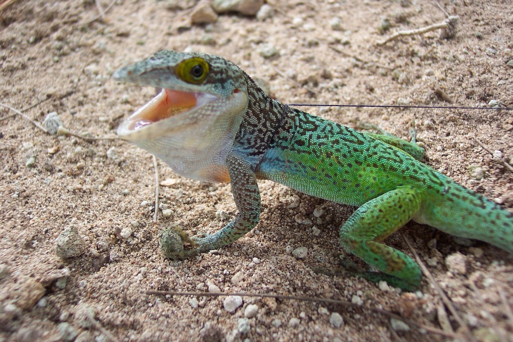 Barbuda Bank tree anole from Hill View, Warwick, Bermuda on April 23 ...