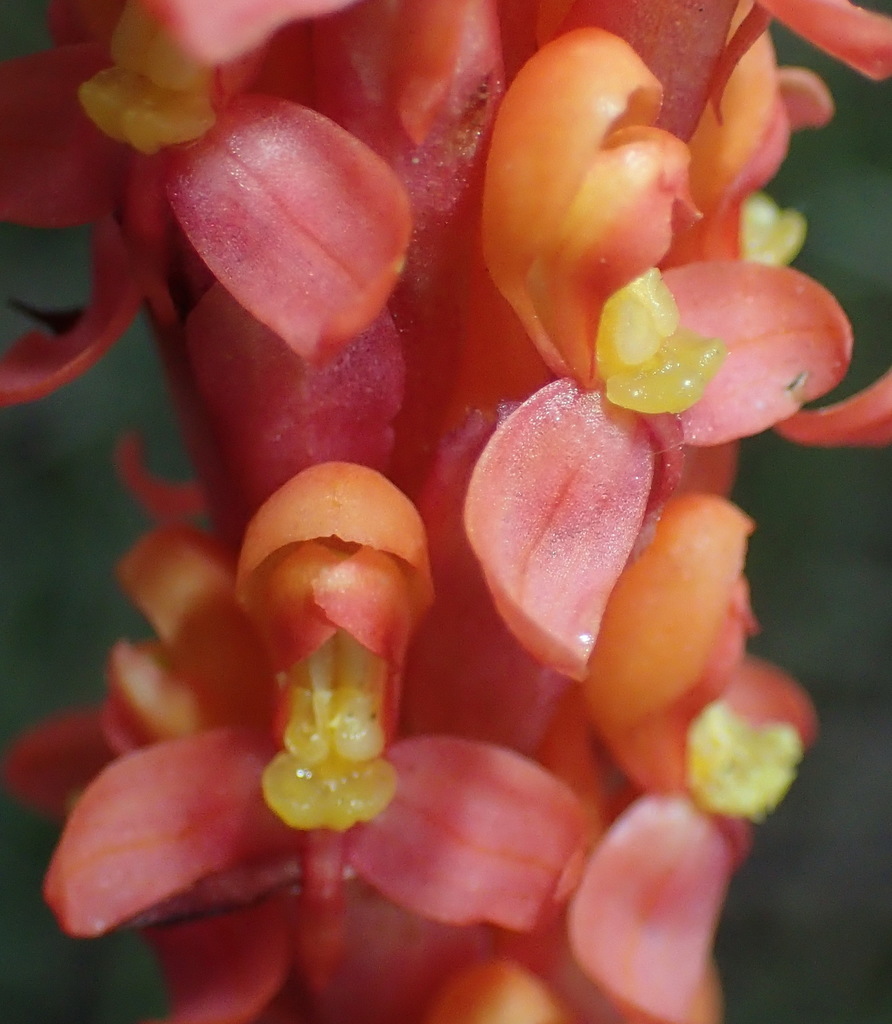 Torch Orchid (Liliopsida (Monocots) of the Mfolozi River catchment ...