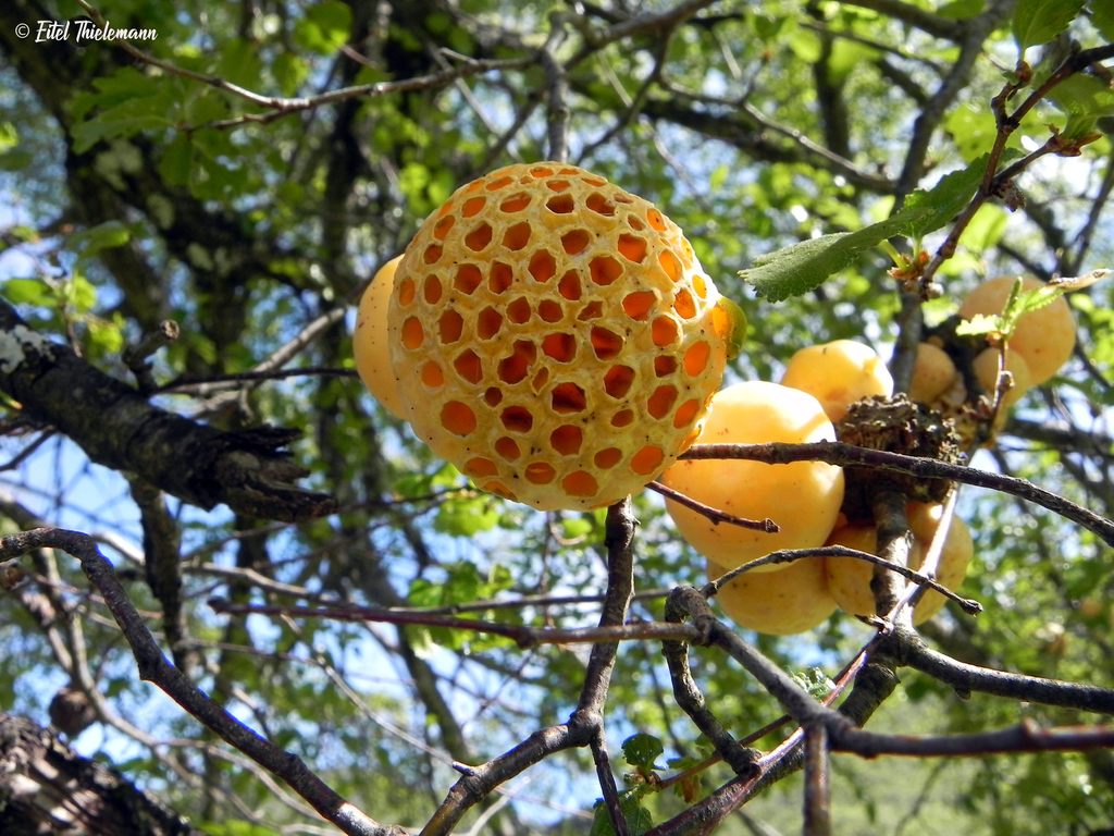 Darwin's fungus from Araucanía, Chile on November 24, 2012 at 09:44 AM ...
