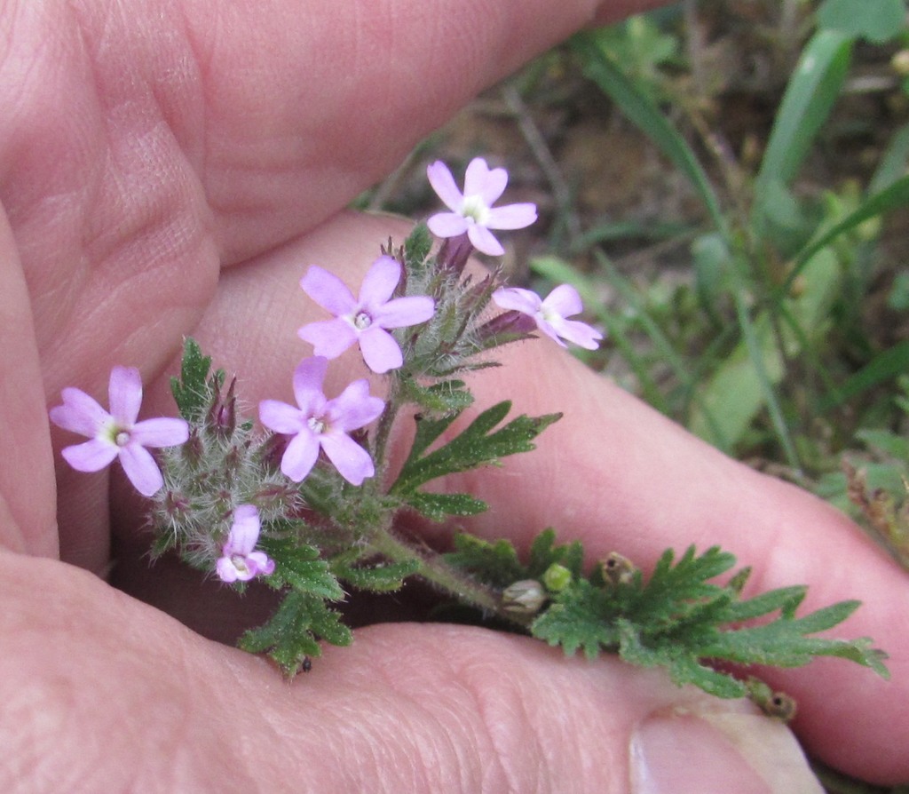 Dwarf Verbena (Glandularia pumila) - Botanical Realm