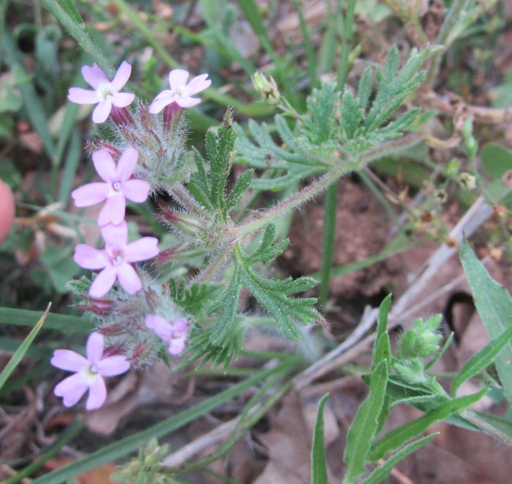 Dwarf Verbena (Glandularia pumila) - Botanical Realm
