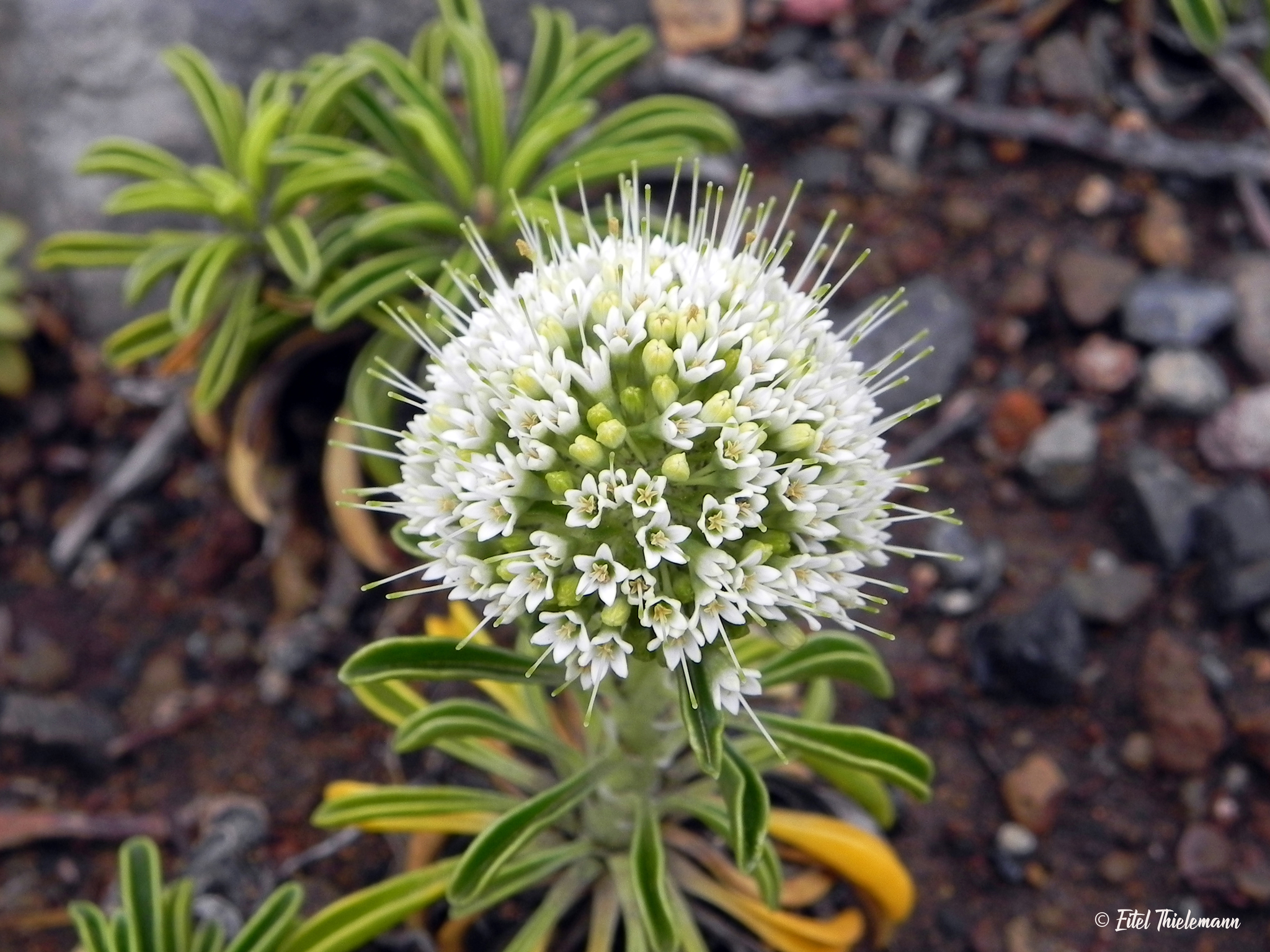 Gamocarpha alpina (Poepp. ex Less.) H.V.Hansen