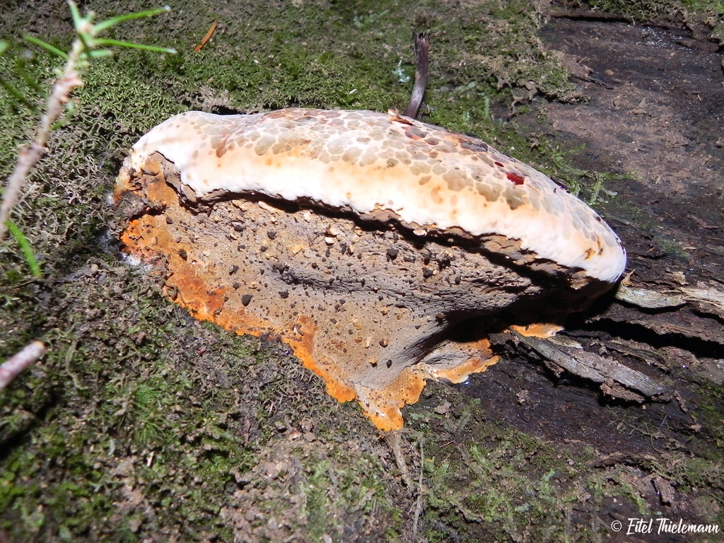 Phellinus from Araucanía, Chile on April 12, 2014 at 08:32 PM by Eitel ...
