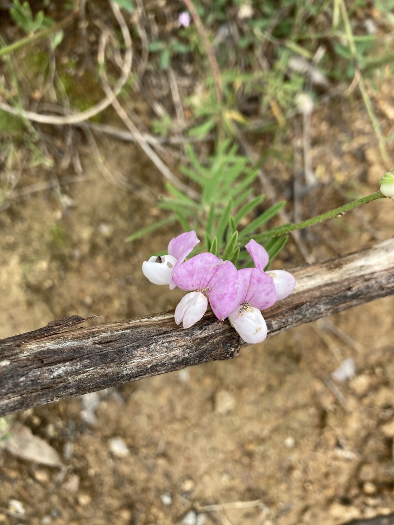 austral trefoil (Lotus australis) - Botanical Realm