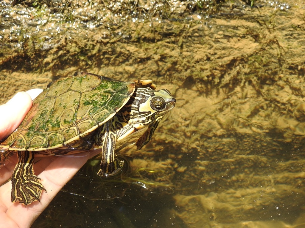 Alabama Map Turtle in June 2020 by Grover J. Brown. First record of the ...