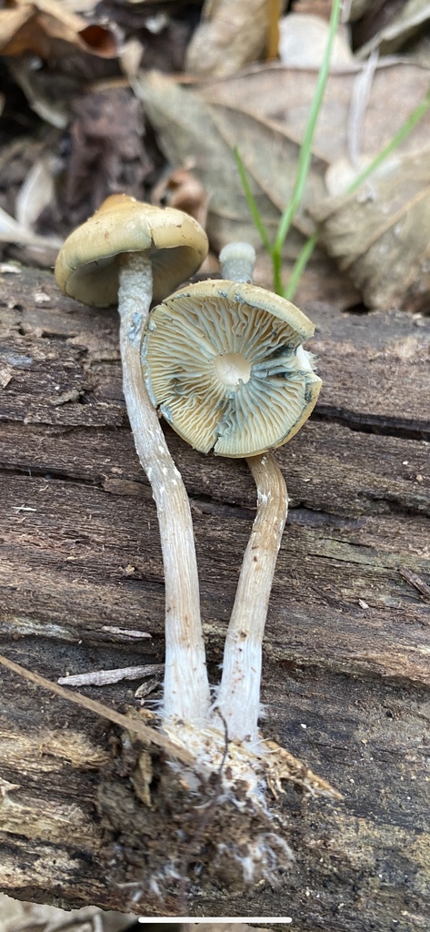 Psychedelic Ovoid Mushroom in November 2021 by poppagravey · iNaturalist