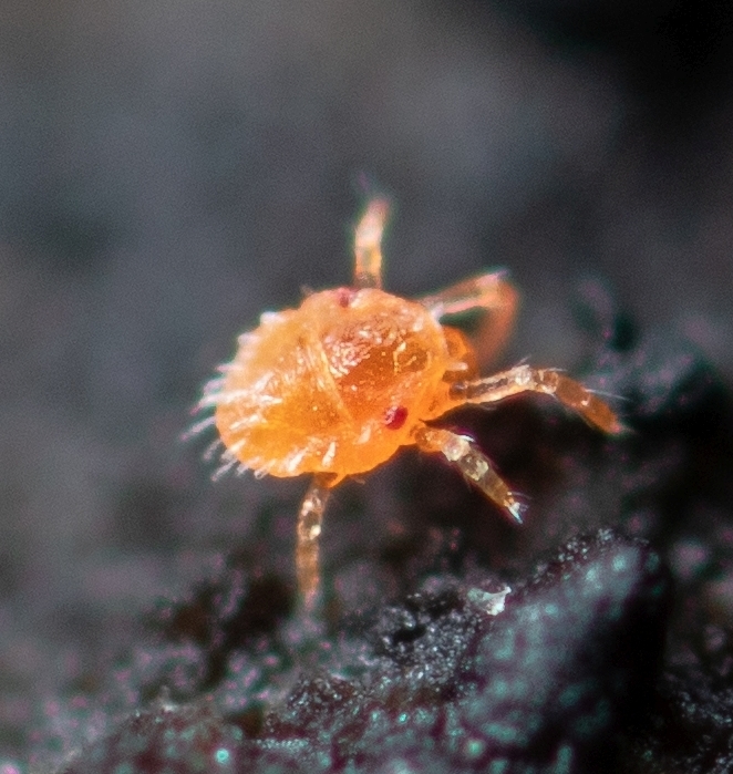 Bryobia in March 2021 by mrmacro · iNaturalist