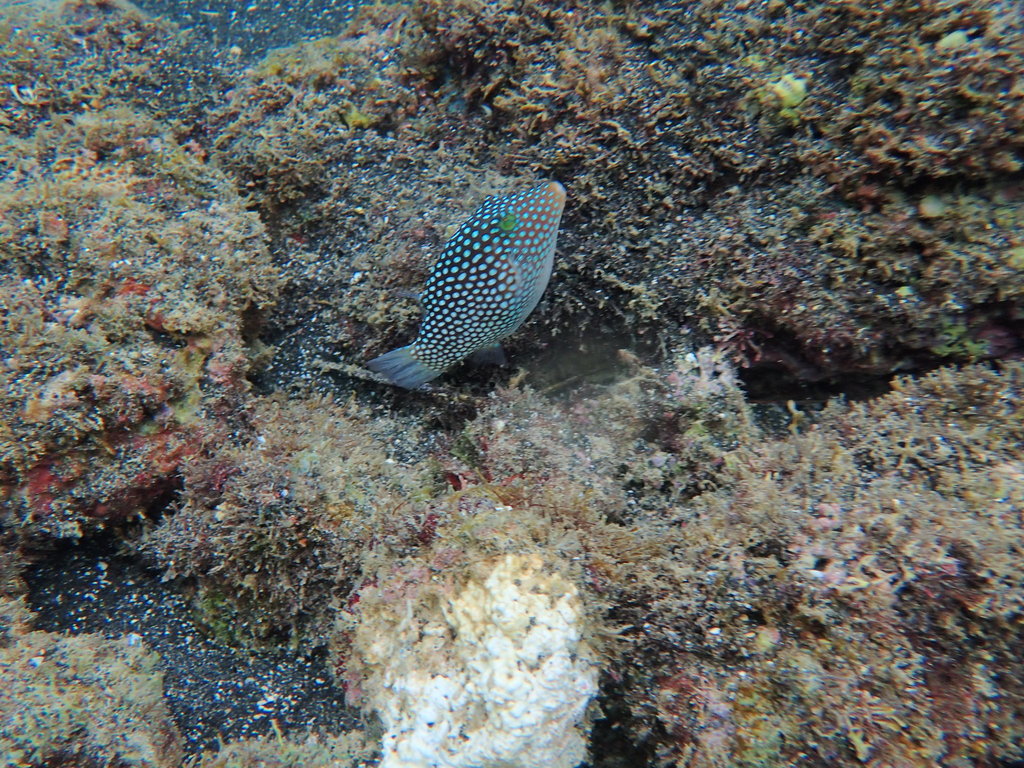 Hawaiian Spotted Toby from Hilo, HI 96720, USA on November 07, 2021 at ...