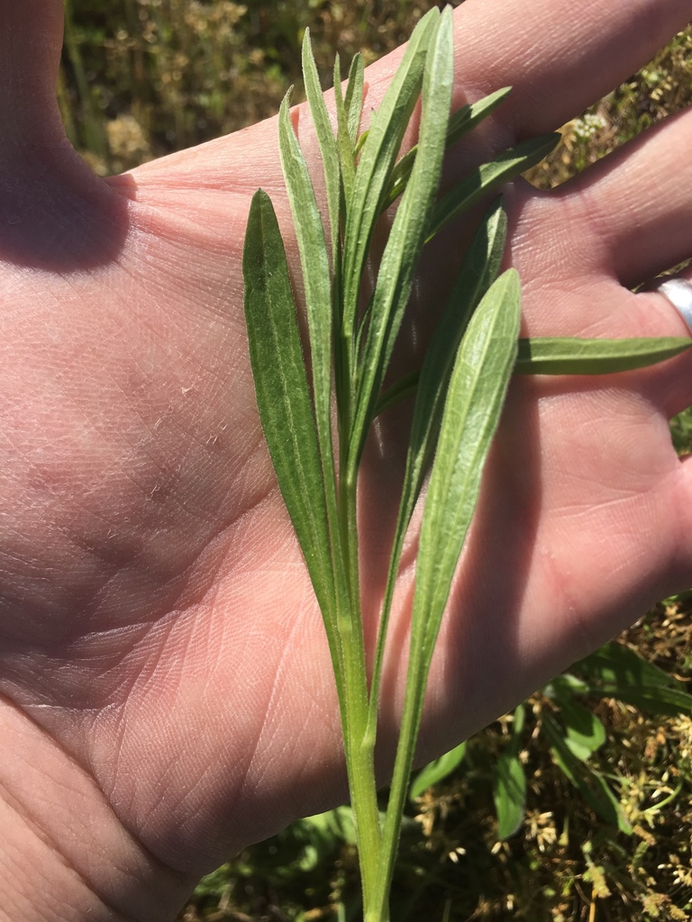 daisy fleabane from 2101–2131 Old Russellville Pike, Clarksville, TN ...