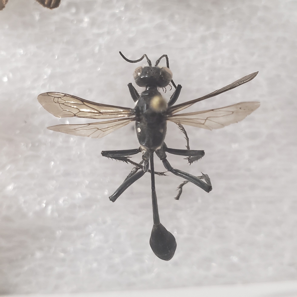 Gold-marked Thread-waisted Wasp from Paul Smiths, NY 12970, USA on ...