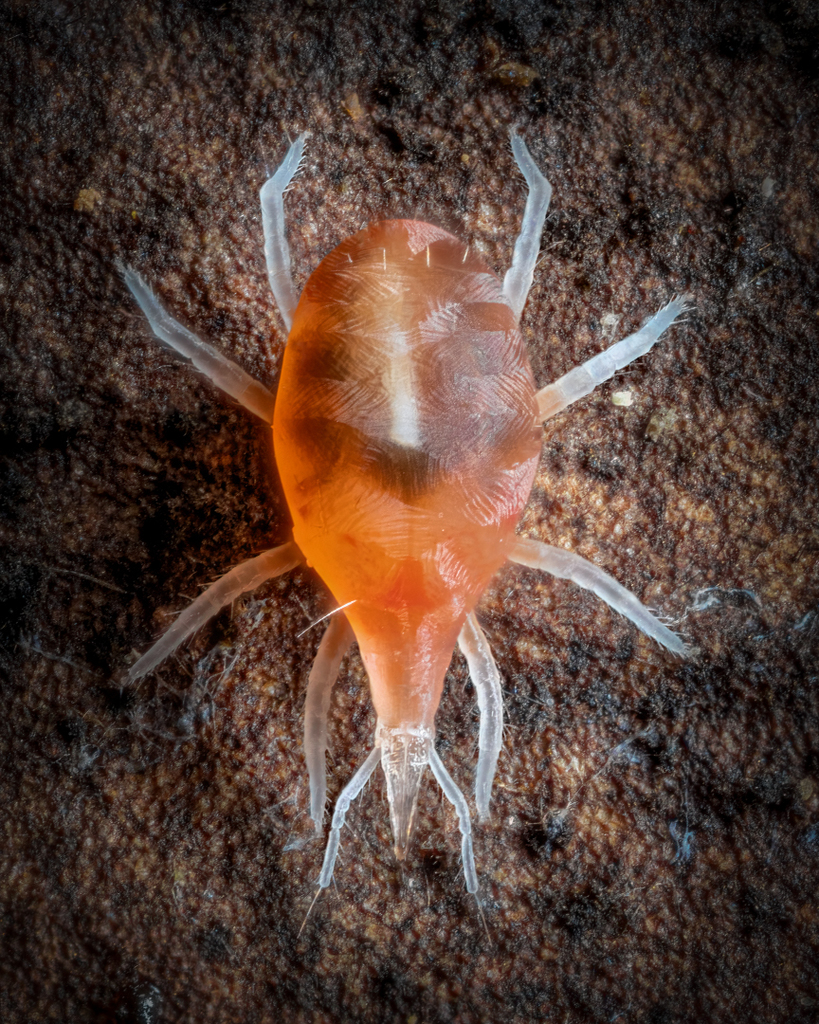 Snout Mites (Arañas y ácaros de Bogotá ) · NaturaLista Colombia