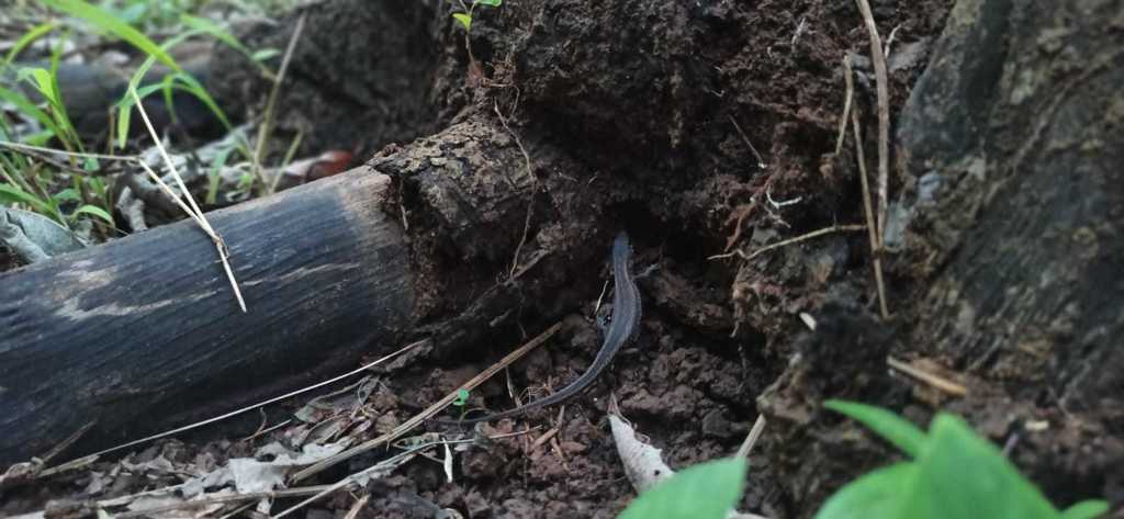 Northern Root Teju from San José, Pedregal, Panamá on November 28, 2021 ...