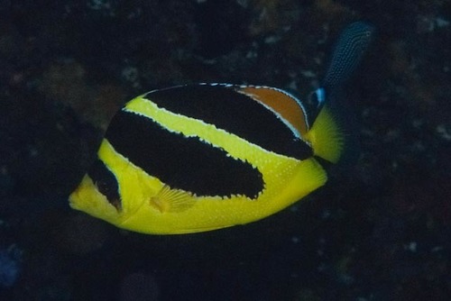 Indian Butterflyfish (Chaetodon mitratus) · iNaturalist