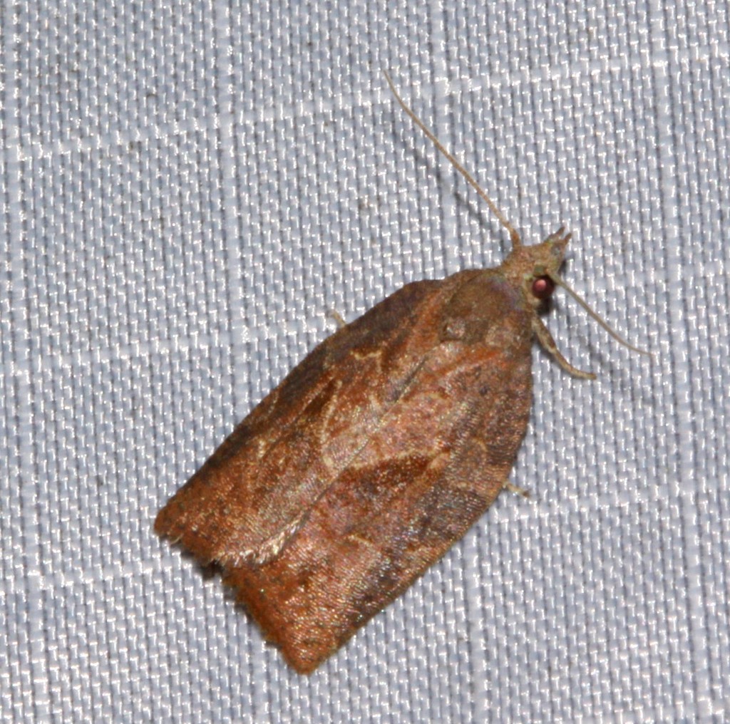 Three-lined Leafroller Moth from Métis-sur-Mer, QC, Canada on August 04 ...