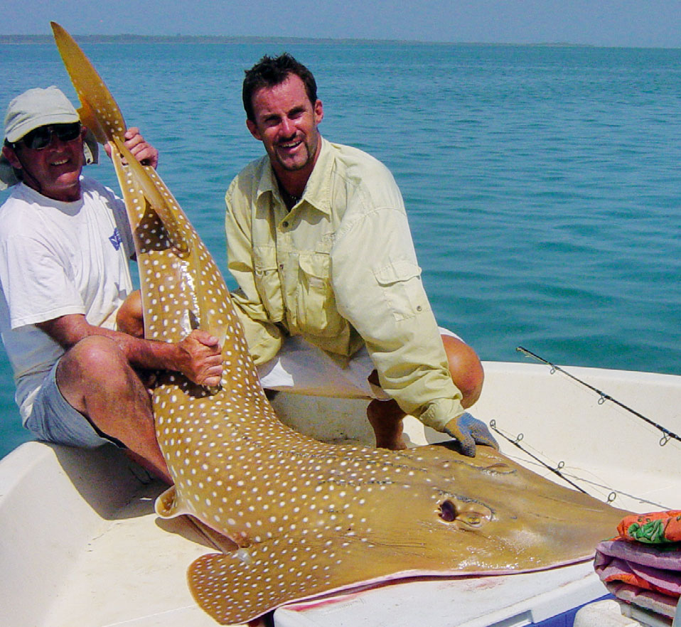 African Wedgefish (Rhynchobatus luebberti) - Marine Life Identification
