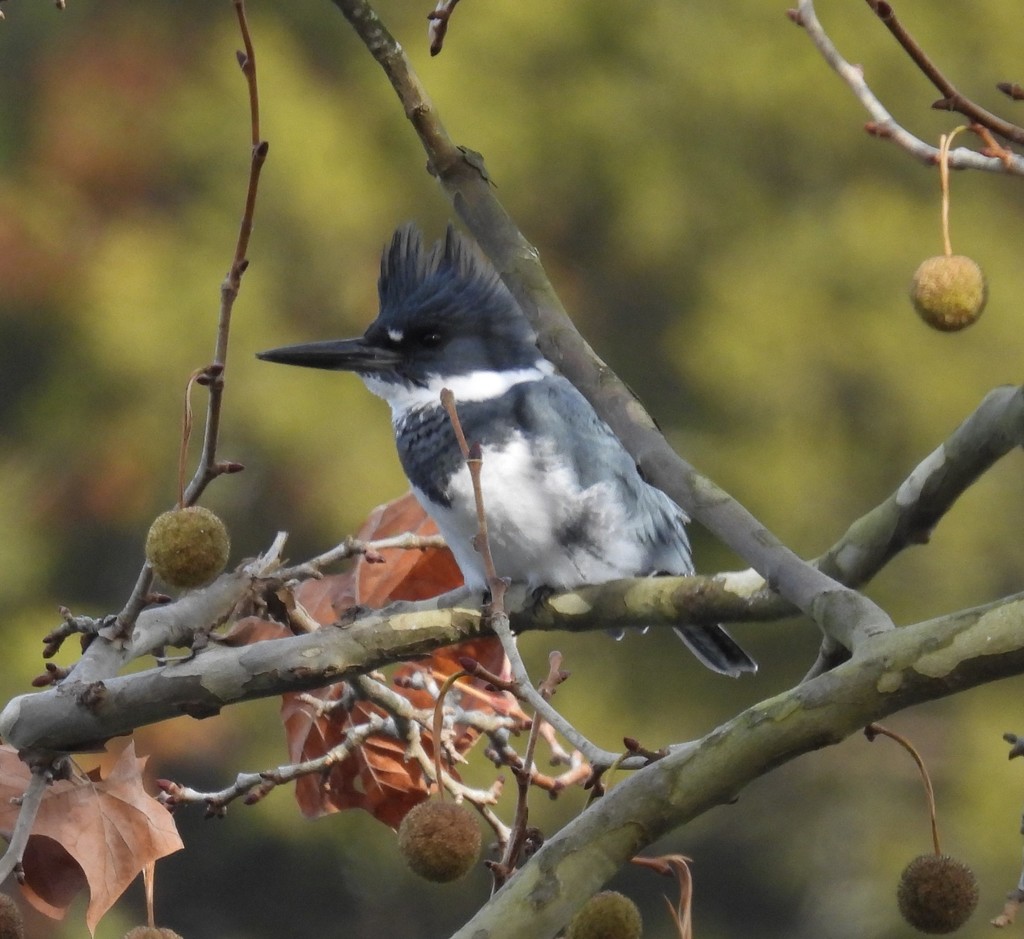 Belted Kingfisher from Waterloo, Lauderdale Co., AL on November 28 ...