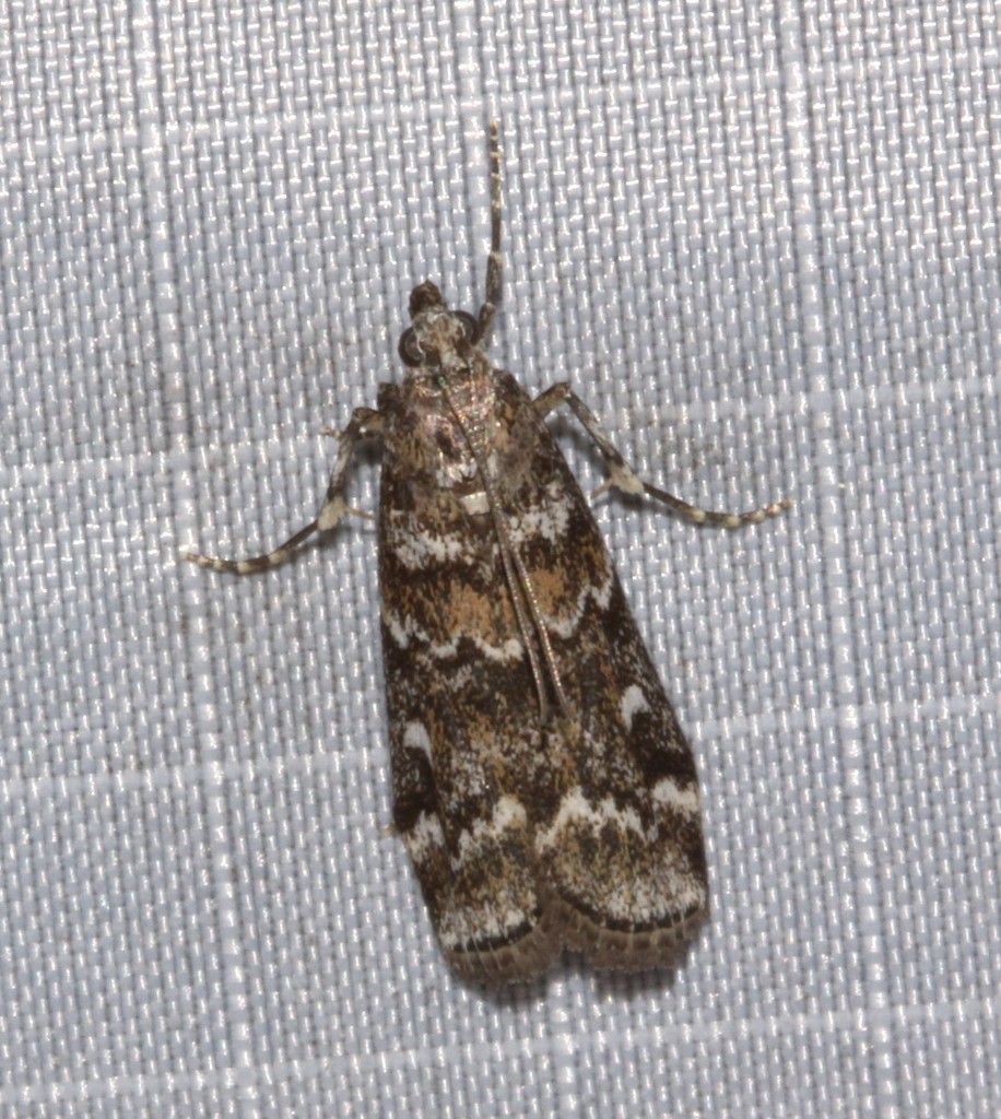 Spruce Coneworm Moth from Métis-sur-Mer, La Chanterie, QC, Canada on ...
