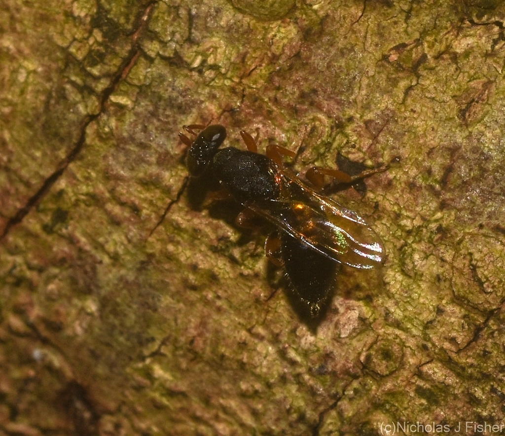 Chalcidoid Wasps from Lismore NSW 2480, Australia on October 26, 2021 ...