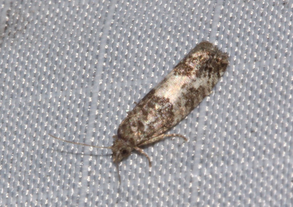 Eye-spotted Bud Moth from Métis-sur-Mer, QC, Canada on August 04, 2021 ...