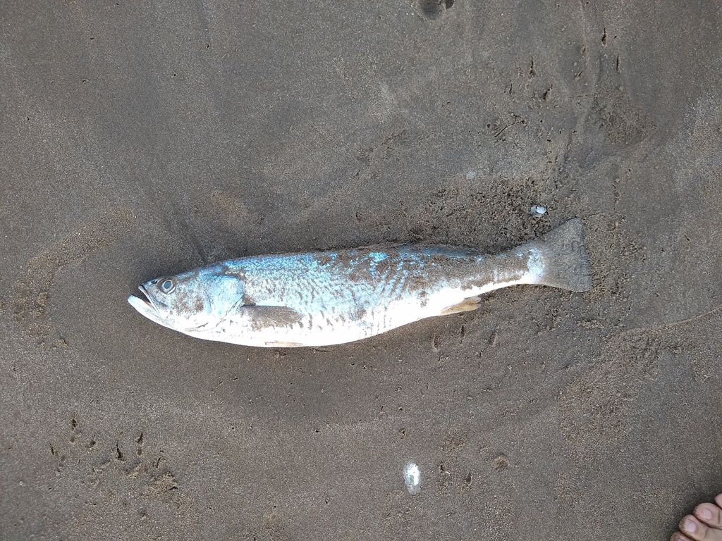 Striped Weakfish from La Costa, Provincia de Buenos Aires, Argentina on ...