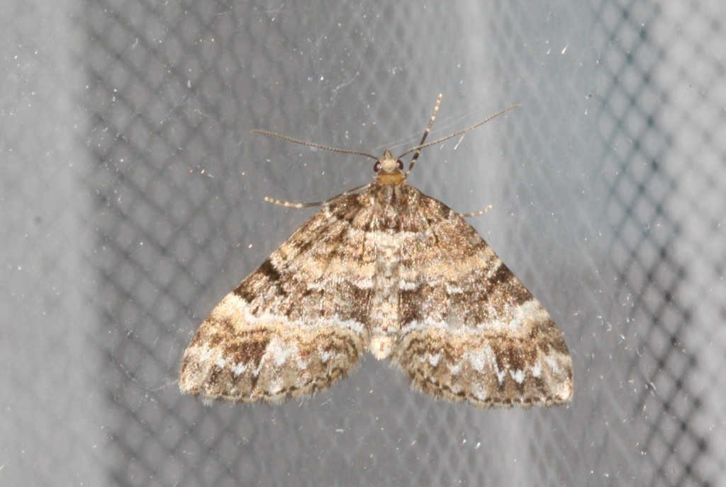 Grand Rivulet Moth from Métis-sur-Mer, QC, Canada on August 4, 2021 at ...