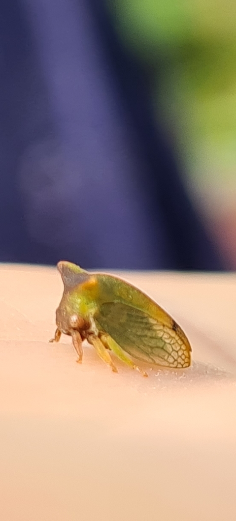 Green Treehopper from South West Rocks NSW 2431, Australia on November ...