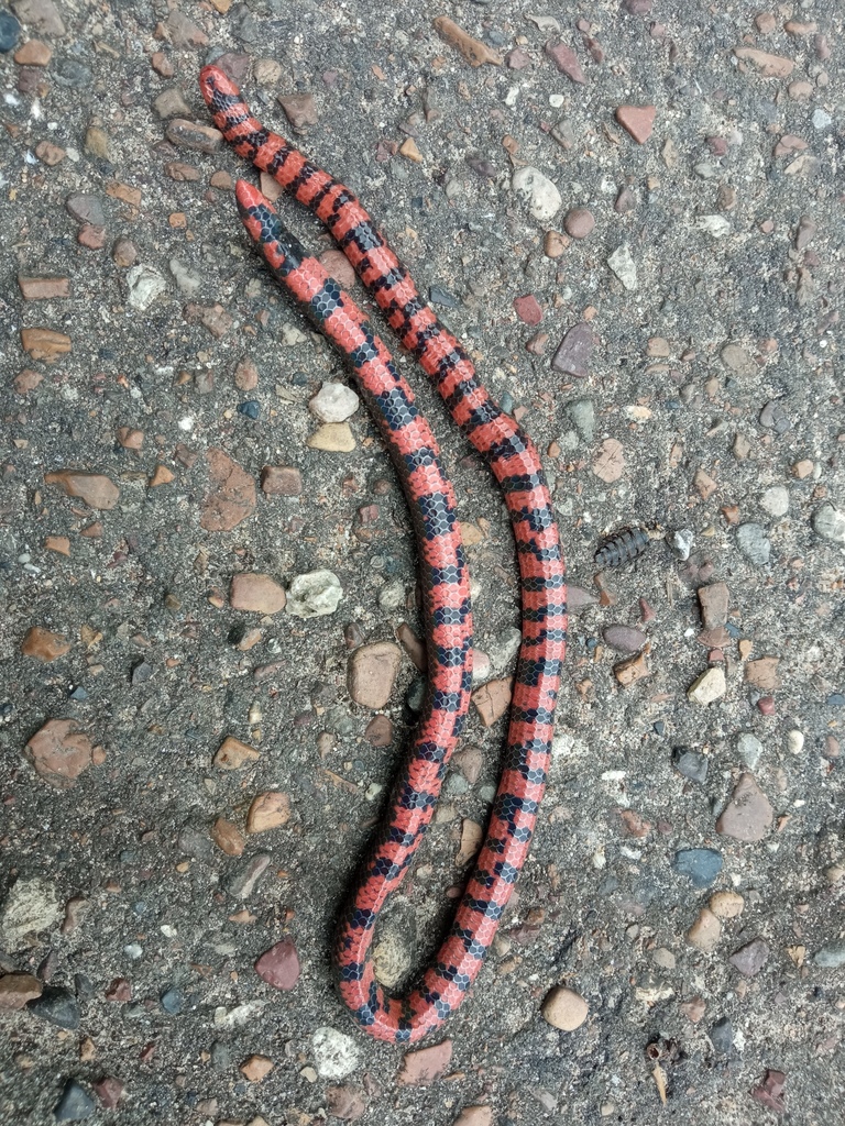 Black Pipe Snake from Kabupaten Banggai Kepulauan, Sulawesi Tengah ...