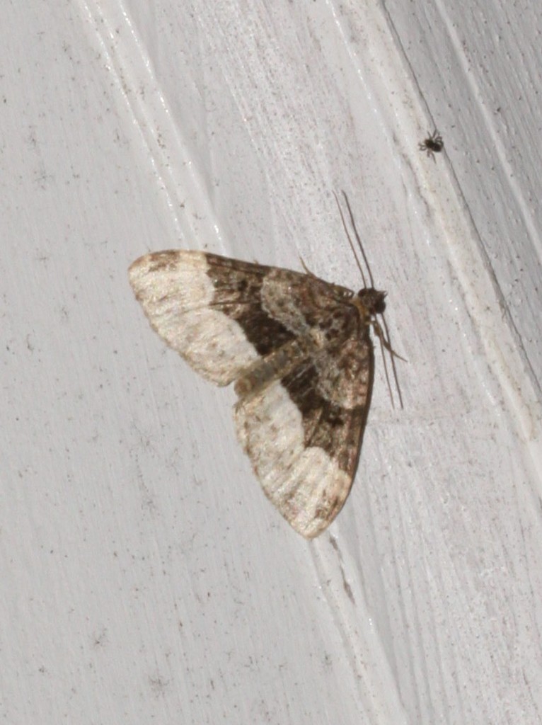 American Sharp-angled Carpet from Québec, Canada on August 05, 2021 at ...