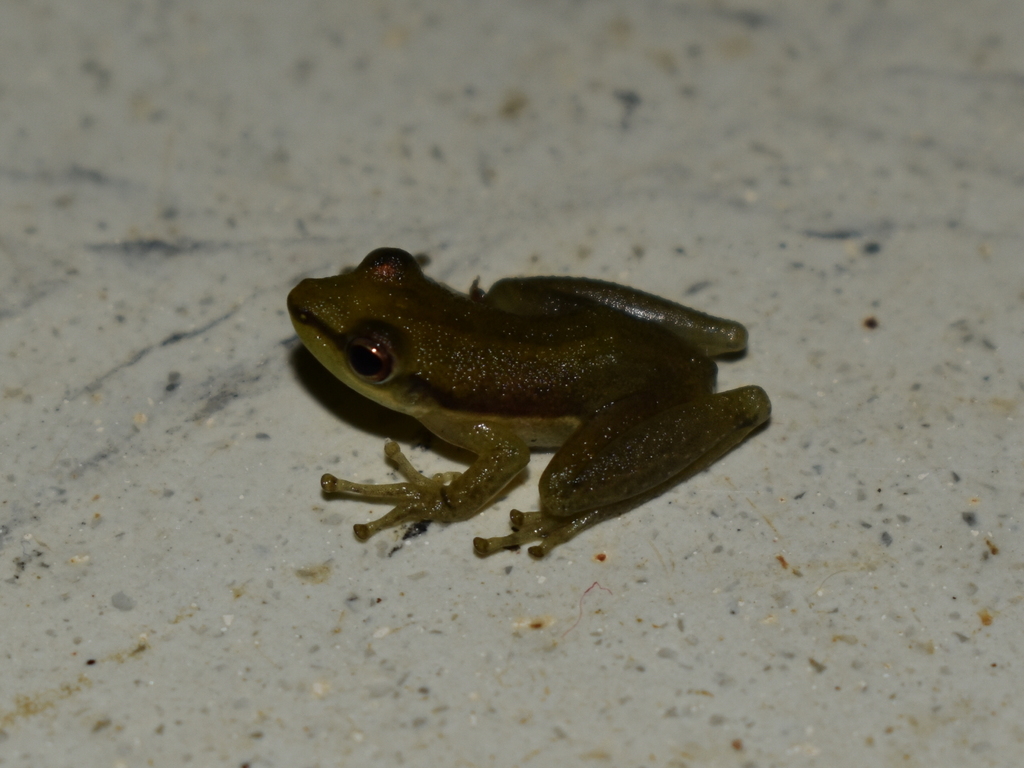 Maracaibo Basin Tree Frog from Nueva Granada, Galeras, Sucre, Colombia ...