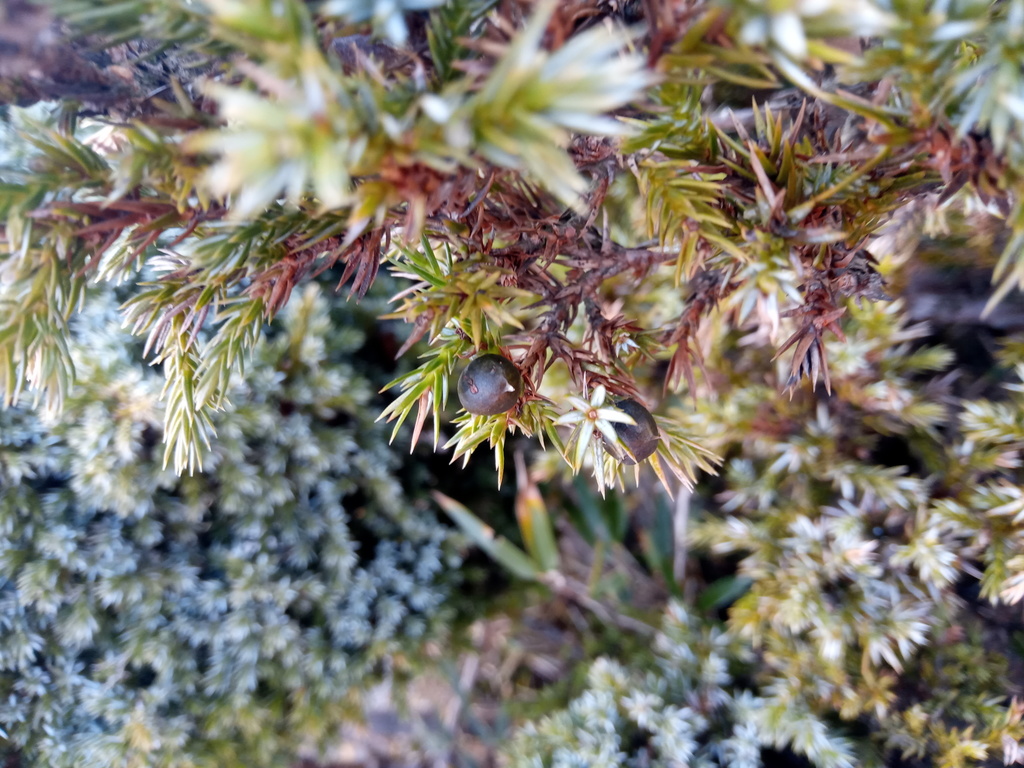 Formosan juniper from 台灣南投縣 on November 20, 2021 at 03:25 PM by Chi ...