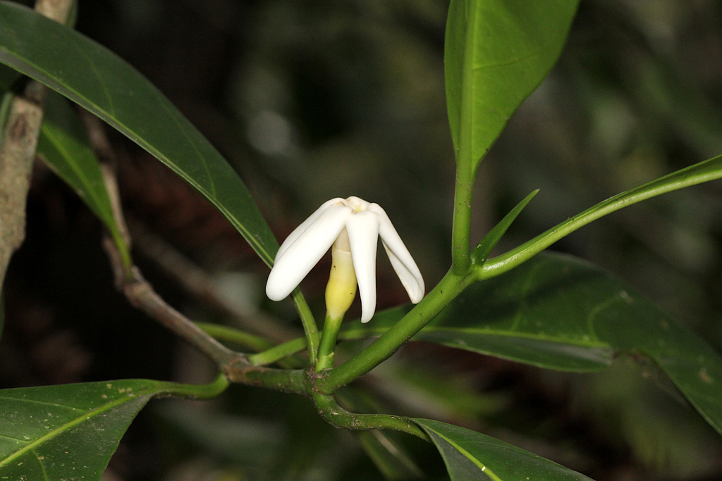 Banana Bush from Eprapah Scout Envr. Park, Brisbane QLD, Australia on ...