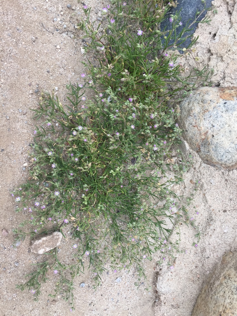 Red Sand Spurrey from Coast Boulevard Park, San Diego, CA, US on April ...