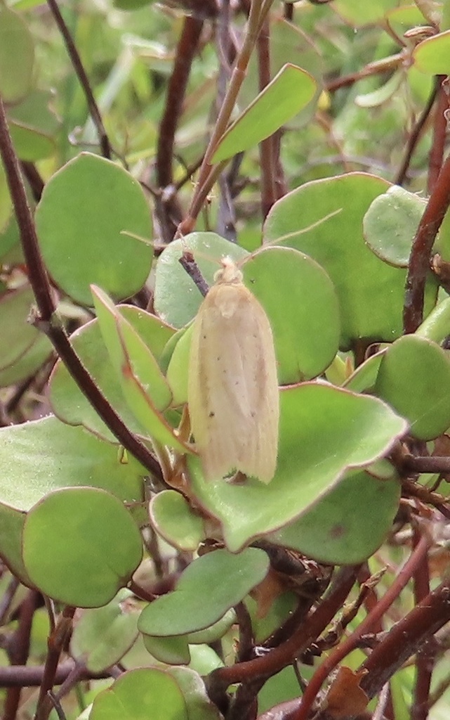 Yellow Field Bell Moth from South Taranaki, Hawera, Taranaki, NZ on ...