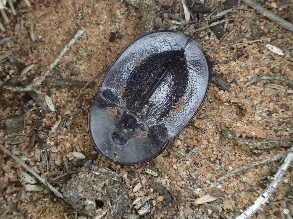 Pie-dish Beetles from 30km E by N of Swan Reach, S. AUST on November 28 ...