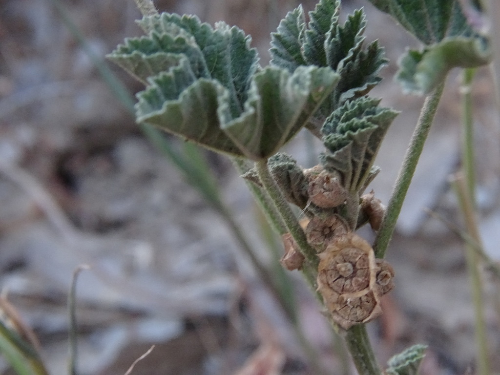 cheeseweed mallow (Plants of Rosewood Nature Study Area) · iNaturalist