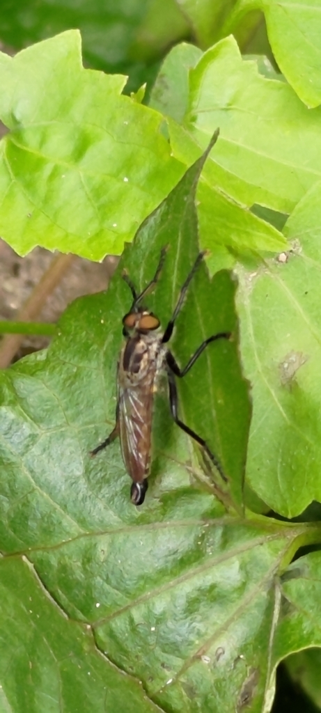 Asilinae from Nantou, TW-TA, TW on November 29, 2021 at 03:32 PM by ...