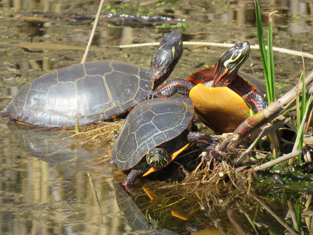 Midland Painted Turtle from Granby, QC, Canada on April 10, 2021 at 03: ...
