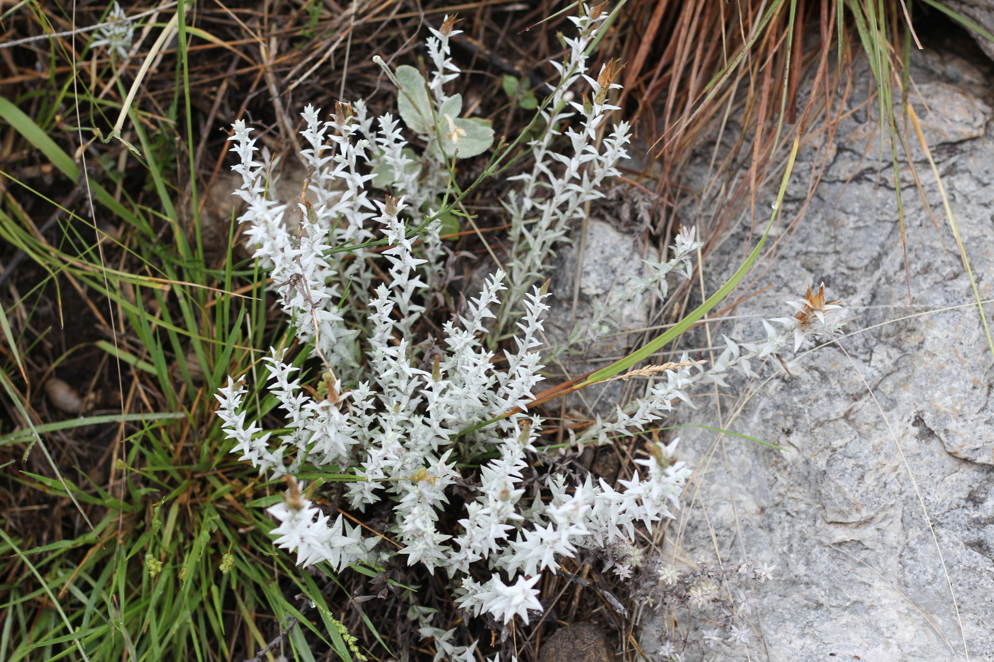 Lucilia acutifolia (Poir.) Cass.