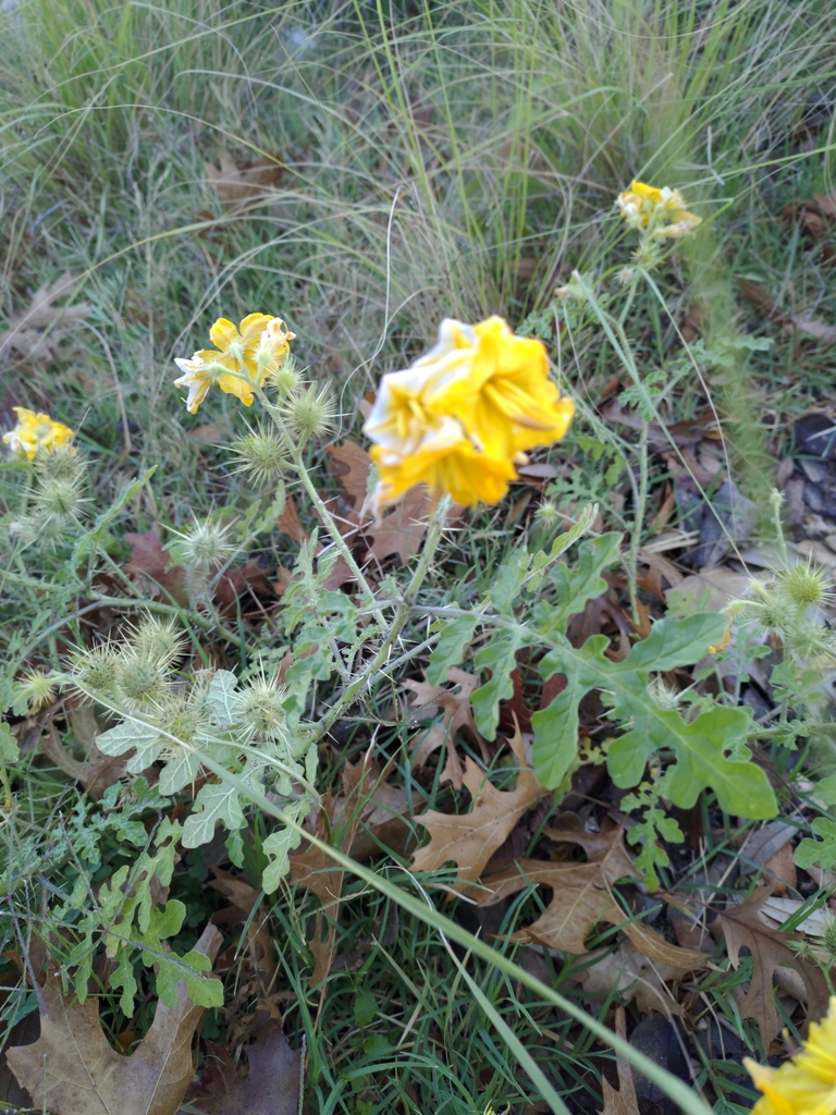 buffalo-bur from Farmers Branch on November 29, 2021 at 08:20 AM by ...