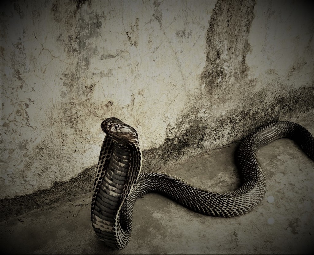 Burmese Spitting Cobra (Naja mandalayensis) - Snakes and Lizards