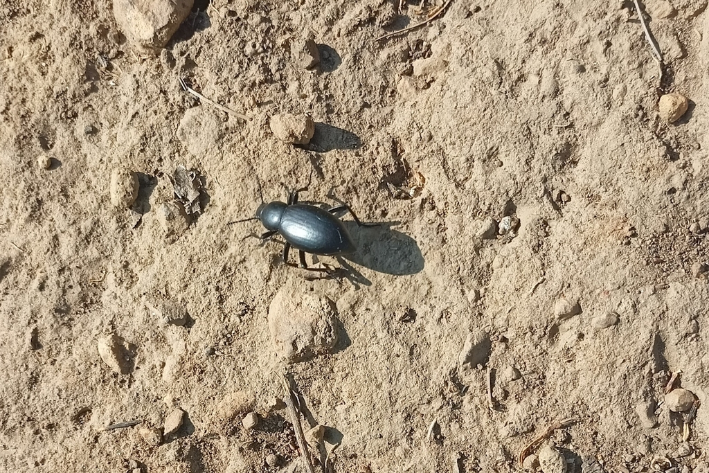 Pinacates desde San Miguel Zinacantepec, Méx., México el 27 de ...