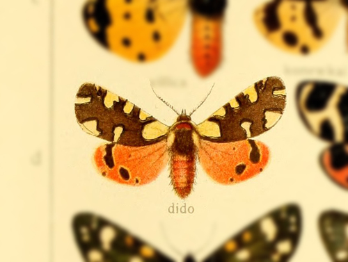 Atlantarctia dido · iNaturalist