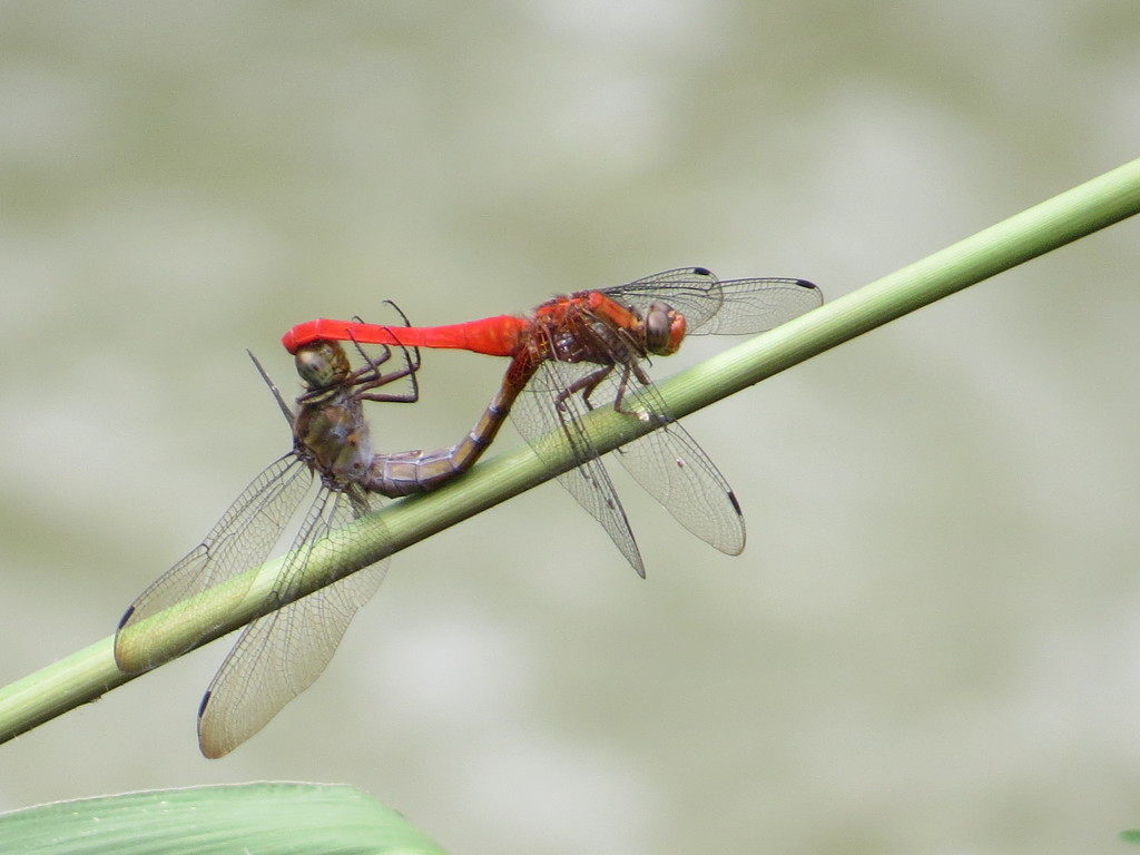 Orange Skimmer from Kampung Kawang, Papar, Sabah, Malaysia on November ...