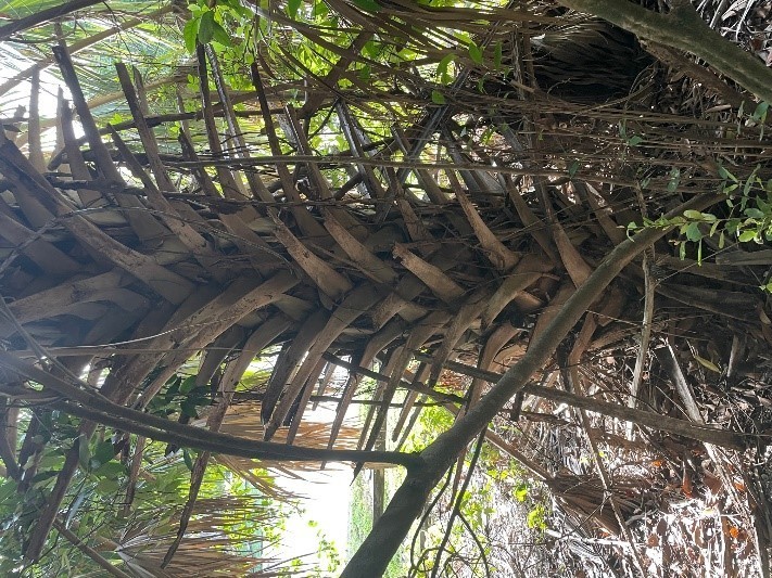 Coryphoideae from Ocean Ridge, FL, USA on October 14, 2021 at 10:45 AM ...