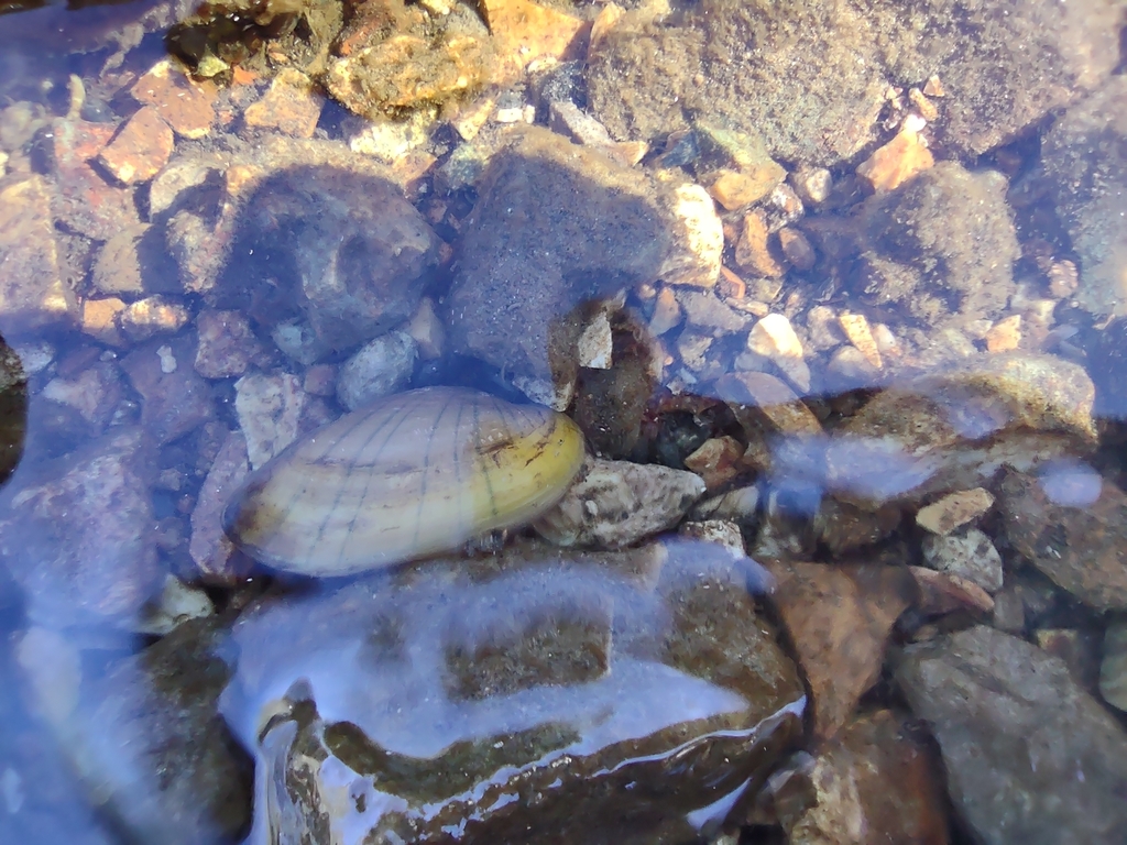 Fatmucket from Oliver Township, MO, USA on November 29, 2021 at 10:15 ...