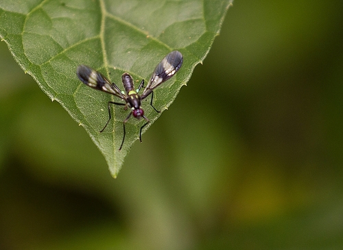 Pseudohistiodroma fascipennis · iNaturalist