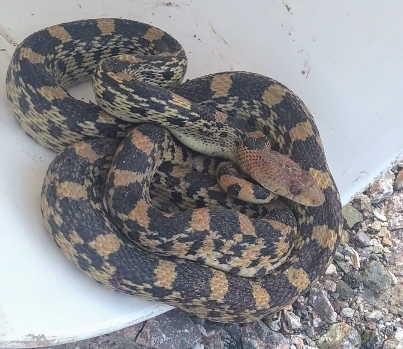 Mexican Bull Snake from 20650 Ags., México on June 17, 2021 by Karla ...