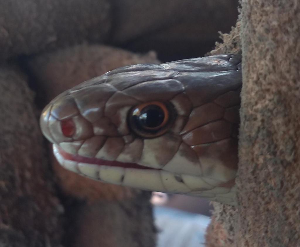 Neotropical Whip Snake from 20424 Ags., México on September 3, 2020 at ...