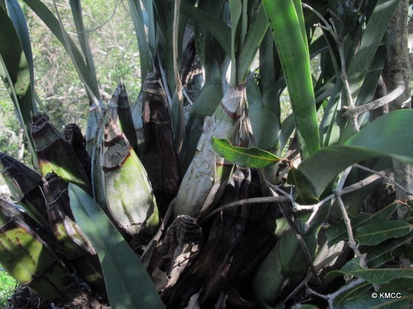 Grammangis (Orchids of Analamazaotra & Ranomafana Parks) · iNaturalist