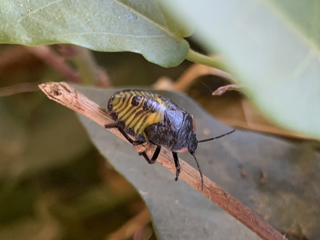 Green Stink Bug from Fort Worth Zoo, Fort Worth, TX, US on November 29 ...